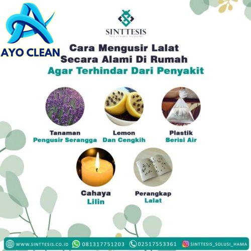 Cara menghilangkan lalat pada sapi secara alami tuntas - Ayo Clean