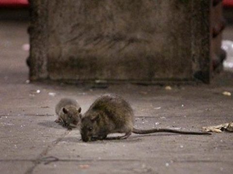 Cara berkembang biak tikus memahami siklus dan pengendalian - Ayo Clean