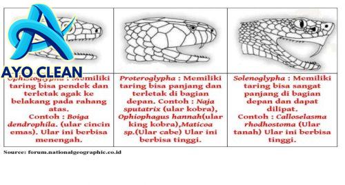 Cara Membedakan Ular Berbisa Dan Tidak Berbisa Panduan Lengkap - Ayo Clean