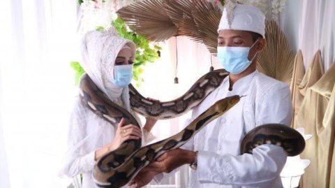 Cara ular kawin keunikan reproduksi dan strategi biologis - Ayo Clean