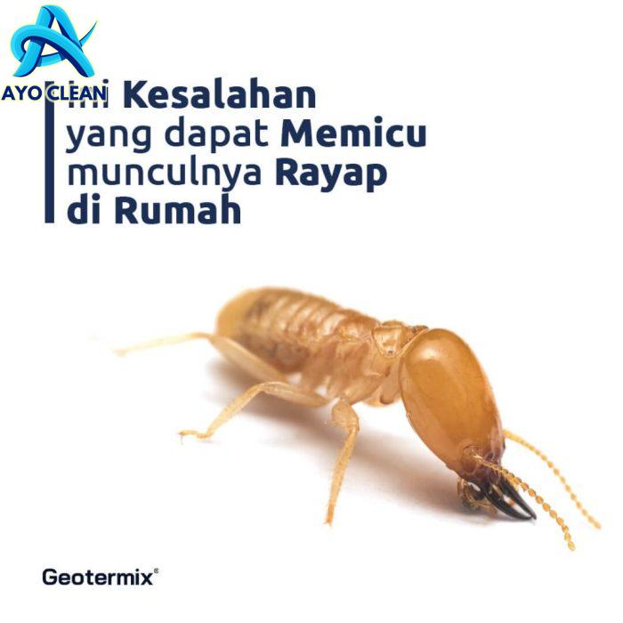 Cara Mencari Ratu Rayap Di Rumah Panduan Efektif - Ayo Clean