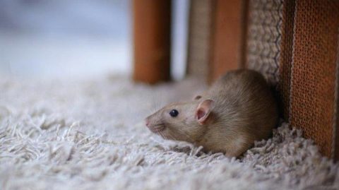 Cara berkembang biak tikus memahami siklus dan pengendalian - Ayo Clean